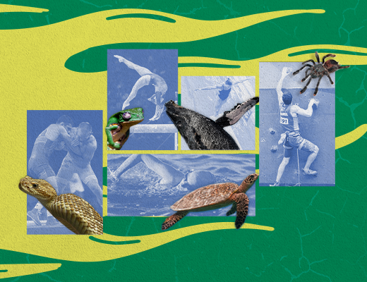 Olimpíadas do reino animal: conheça os grandes (e pequenos) campeões do ...